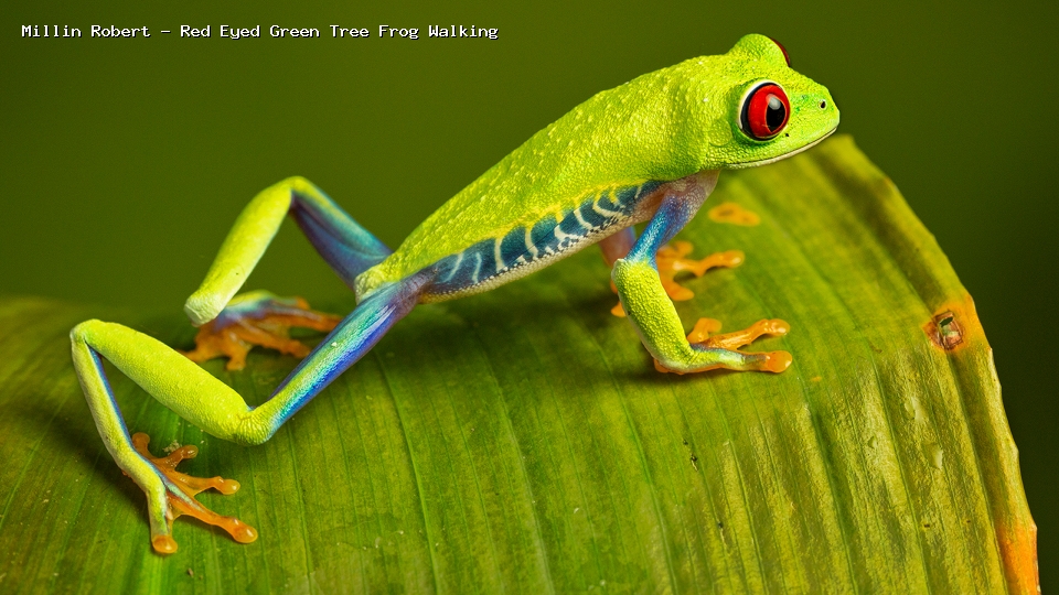 Millin Robert, England - Best of Salon "MYKONOS" 2019 (FIAP BLUE PIN ...